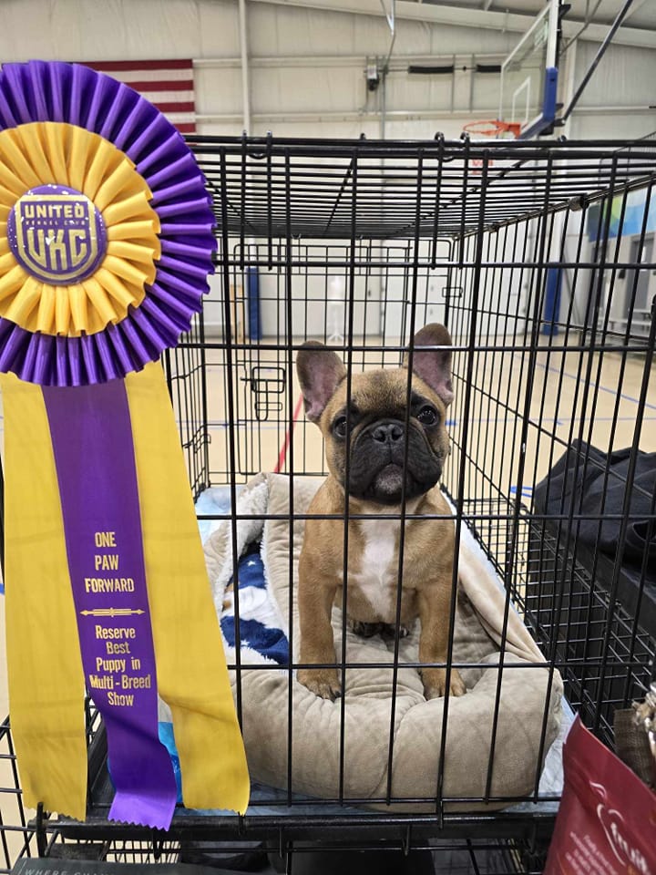 American Bulldogs - Jemm's Kennel - American Bulldog Breeder in Michigan